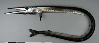 Daggertooth Anotopterus Nikparini Pictures And Facts Fish