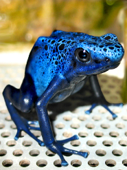 The Blue Poison Dart Frog - Pretty and Poisonous